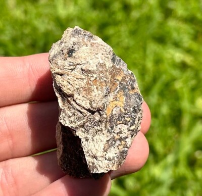 Fossil Triceratops Frill Bone Hell Creek Cretaceous Dinosaur Bone South ...