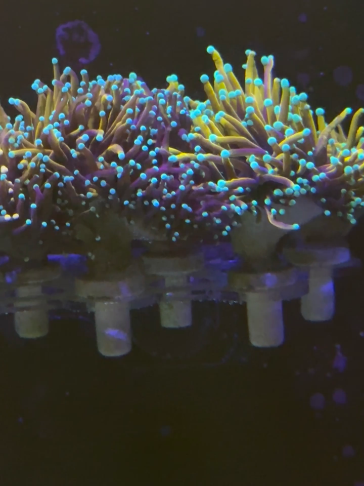 Hellfire Torch Corals - Multiples available yellow gold torch | eBay