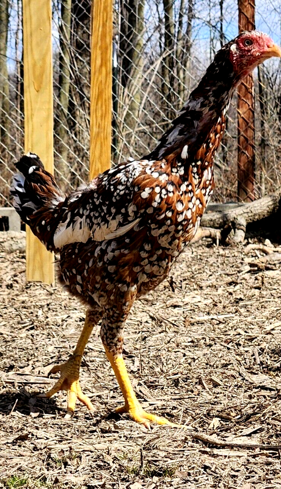 6 NPIP/AI CLEAN INDIO GIGANTE BEST GENETICS IN USA 40 TO 50 INCH BIRDS ...