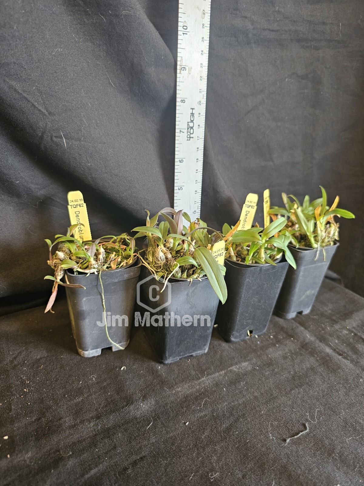 Dendrobium hekouense Blooming Size Miniature Dendrobium Orchid Species ...