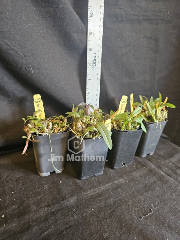 Dendrobium hekouense Blooming Size Miniature Dendrobium Orchid Species ...