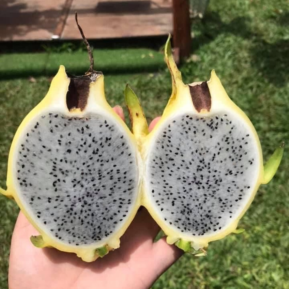 Dragon Fruit Yellow Pitaya Israeli Golden Isis Gold Live Cutting Type ...