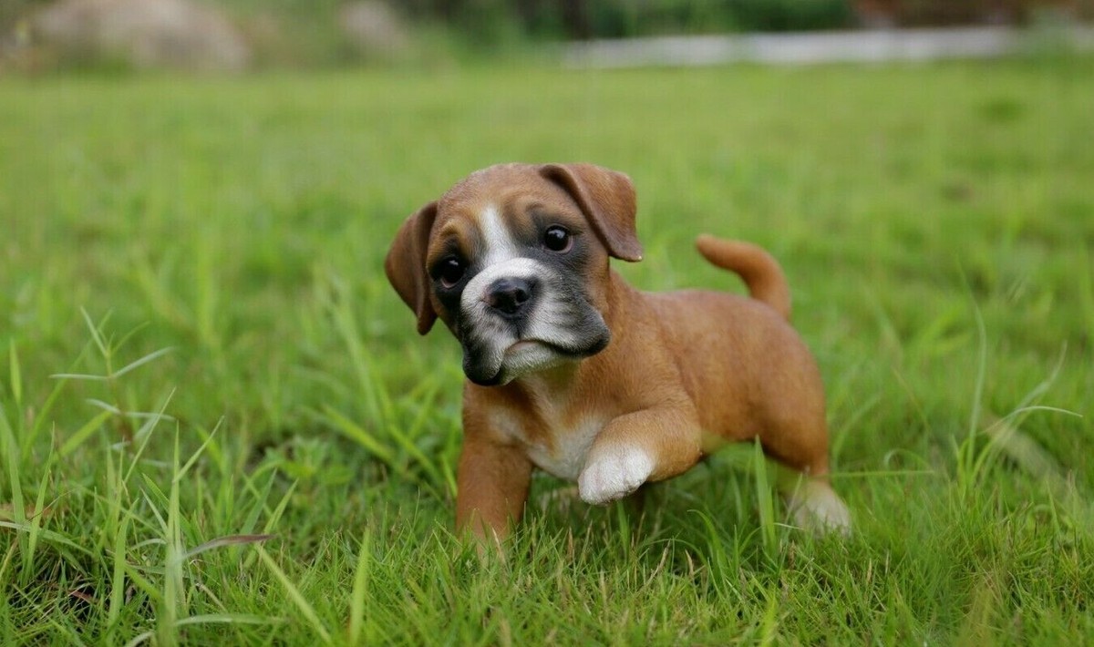 Cute Baby Boxer Dogs