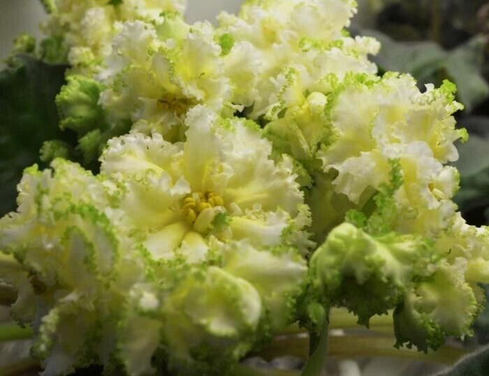 African Violet PLANT ~ LEMON BURST (LLG) Big Lacy Blooms! Small Starter ...