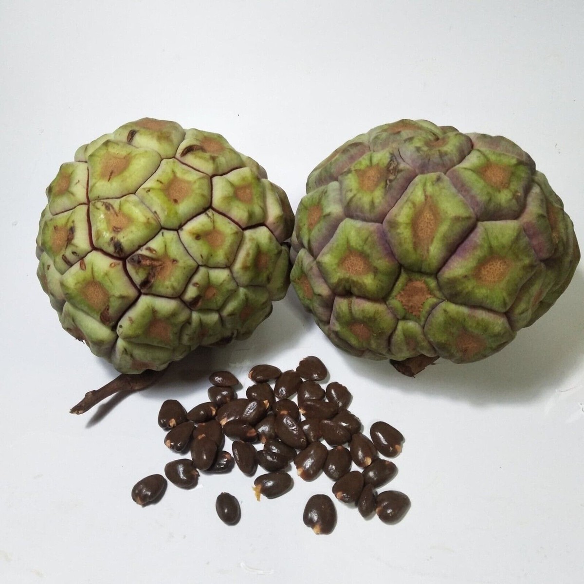 Images Of Custard Apple Buy Fresho! Custard Apple Premium Online At