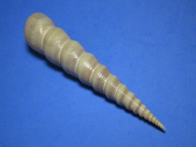 Turritella bacillum (Kiener, 1844) "DIFFICULT TURRET!" (153.1mm) | eBay