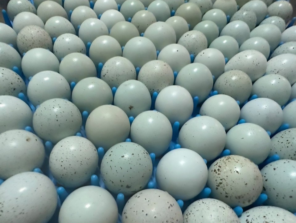 12 Blue Quail Eggs For Eating Or Crafts | eBay