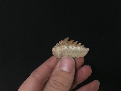 Dent De Shark Cow Hexanchus Griseus Fossil Cow Shark Tooth - Rare | eBay