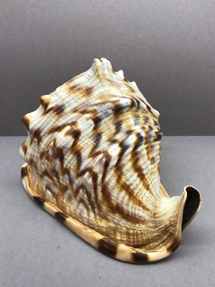 Cassis tuberosa Giant 21.5 cm CUBA, Sea shell, CASSIDAE, Collectible ...