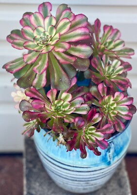 AU STOCK AEONIUM VARIEGATED "VENUS"- ROOTED SUCCULENT PLANTS 8-30 ...