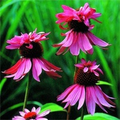 3X ECHINACEA PERENNIAL PLANT PLUGS DOUBLE DECKER PURPLE FLOWERS HARDY ...