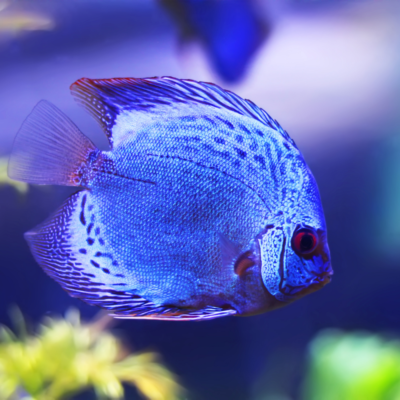Blue Discus Fish