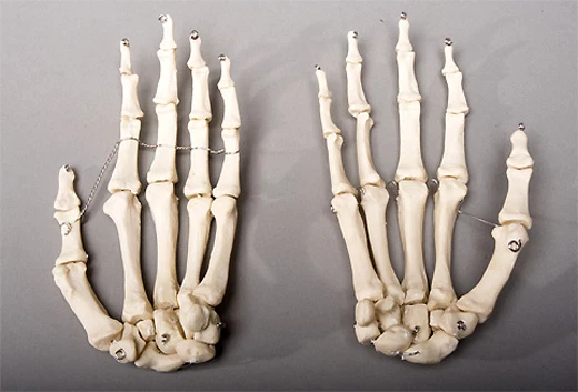 Right Hand Bones Skeleton