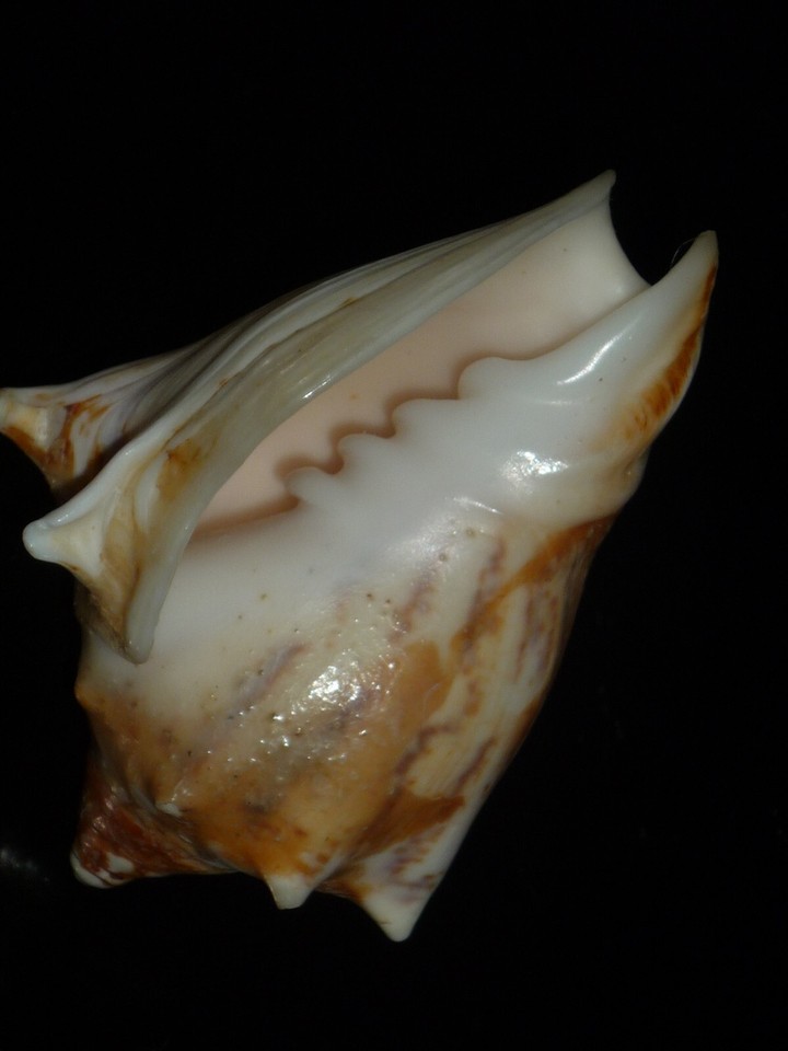 067 Cymbiola flavicans 67.9mm TOP GRADING IMPORTANT NATURAL SEASHELL ...