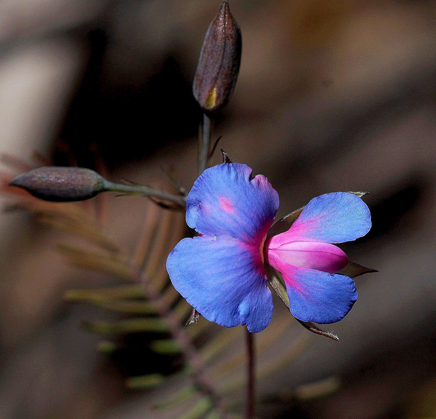 Gompholobium cyaninum (venustum) (Dainty or Pretty Pea) x 20 seeds ...
