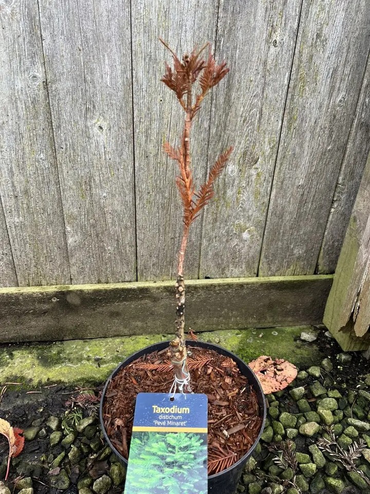 Taxodium distichum 'Pévé Minaret' | Rare Dwarf Swamp Cypress | Compact ...