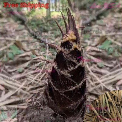 Giant Moso Bamboo Seeds | Evergreen, Edible Shoots | Non-GMO | eBay