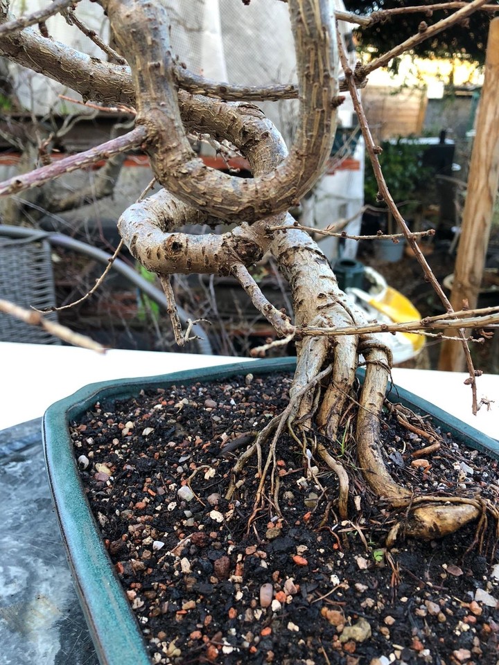 Japanese Larch Bonsai tree | eBay UK