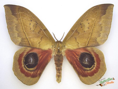 Automeris janus silk moth SET x1 A1- Entomology insect specimen NICE | eBay
