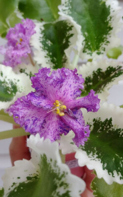 African Violet plant VAT-TSVETNIYE OBLAKA, Russian/Ukrainian, standard ...