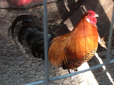 12 RARE Gold Deathlayer eggs. Npip | eBay