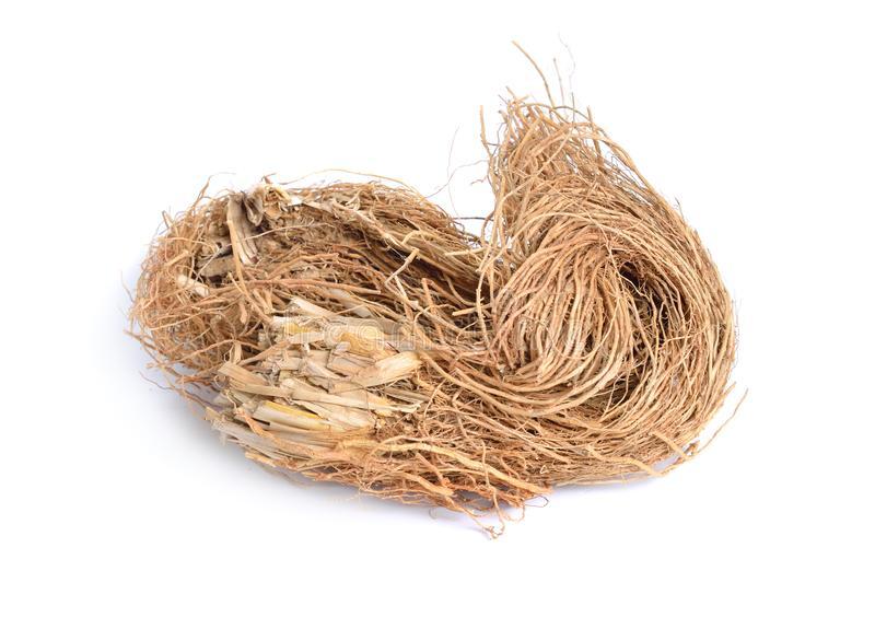 Khus Cuscus Grass KhusKhus Zizanioides Vetiveria Nash Valo Vetiver ...