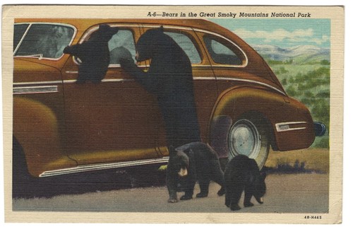 1948 Color Linen Postcard Black Bears on Automobile #1045 Great Smokey ...