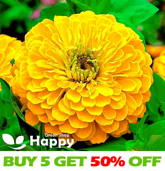 Yellow Zinnia Flower Holi® Yellow AmeriSeed