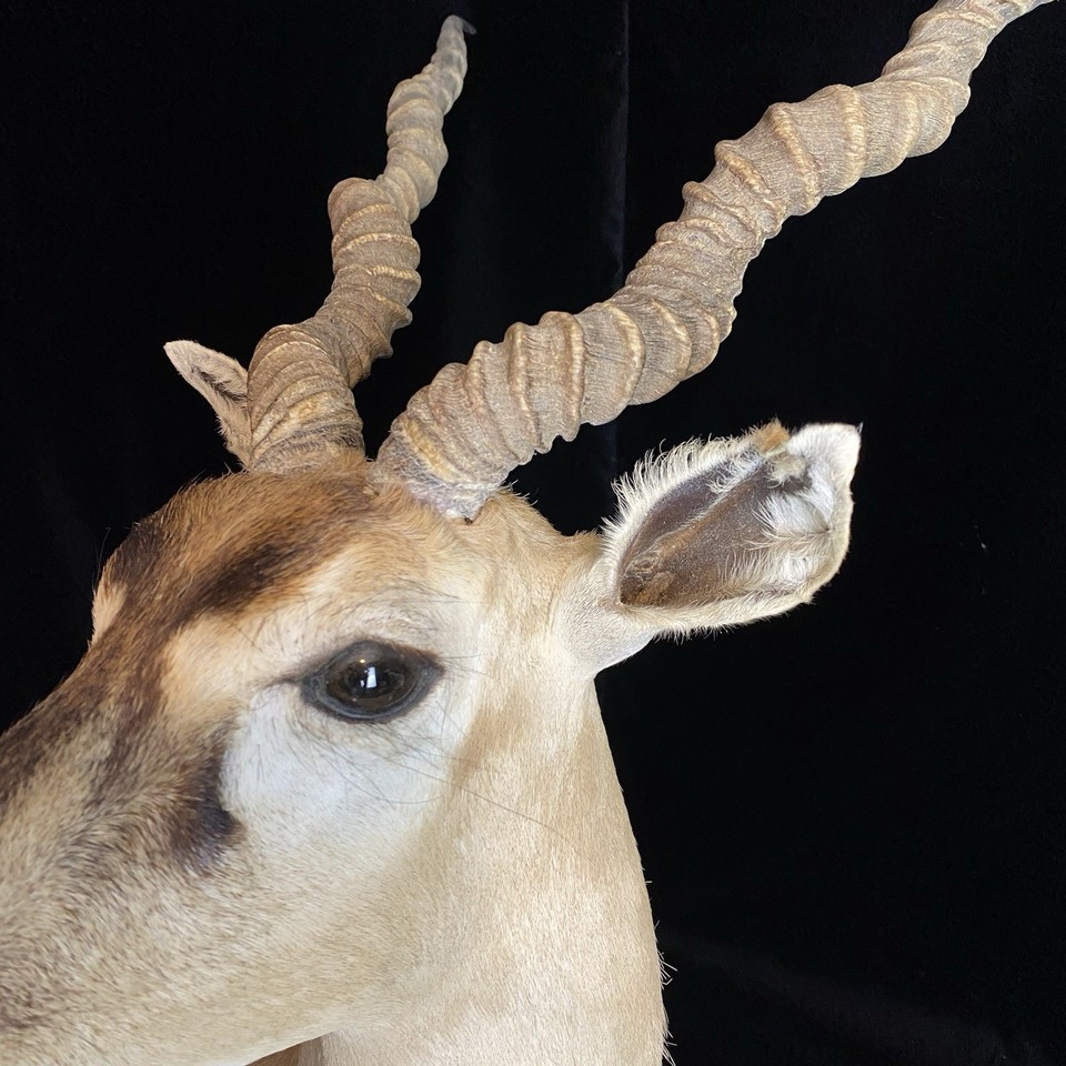 Male Blackbuck Antelope or Antilope Cervicapra Shoulder Mount Taxidermy ...