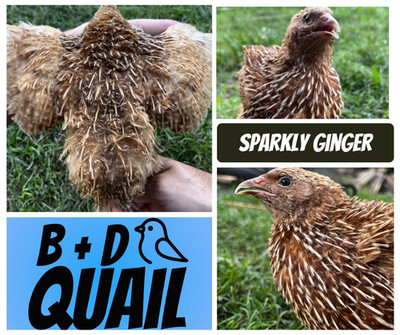 NPIP 12+ Jumbo Ginger Coturnix Quail Hatching Eggs | eBay