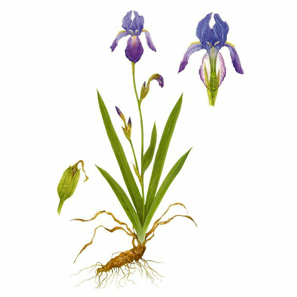 Orris Root