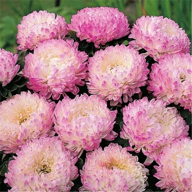 250+CHINA ASTER POWDER PUFF Mix Seeds Cut Flowers Summer Fall Garden ...