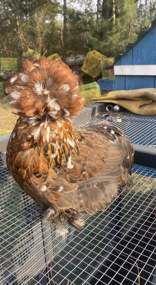 12+ Mille Fleur Satin Hatching Eggs NPIP & AI Clean | eBay