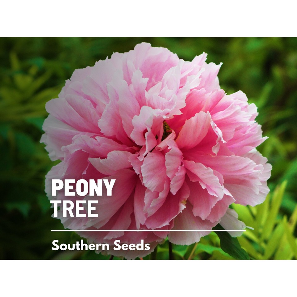 Peony Moutan Tree Seeds, Heirloom Shrub, Paeonia suffruticosa, USA ...