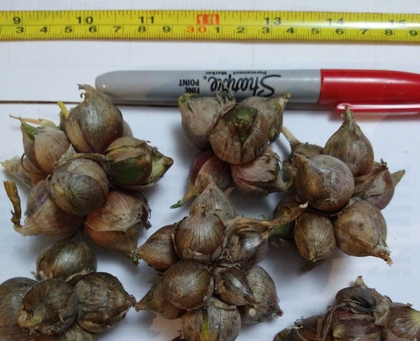 Onions Egyptian Walking 5 bulbs XL Top Sets Multiplier Onion Organic ...
