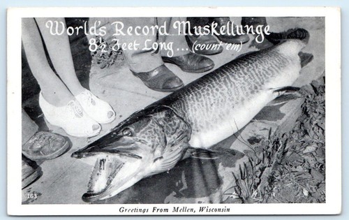 Greetings From MELLEN, WI Wisconsin ~ RECORD MUSKELLUNGE FISH c1940s ...