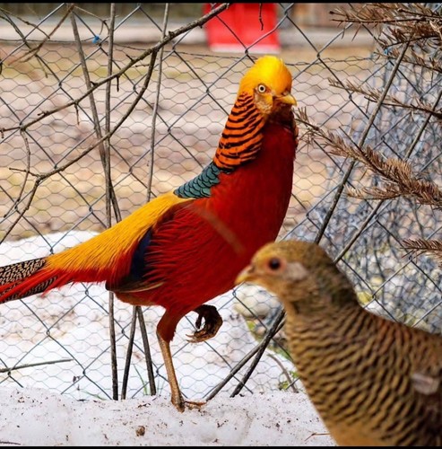 4 Red golden Pheasant Hatching Eggs (Pure Birds And Proven Fertility ...