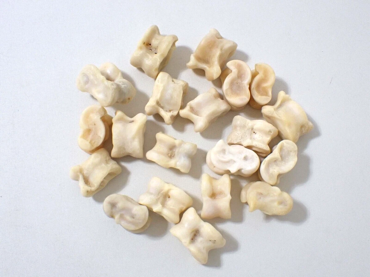 Shagai - 20pcs Mongolian Traditional Shagai Game Sheep Ankle Real Bones ...