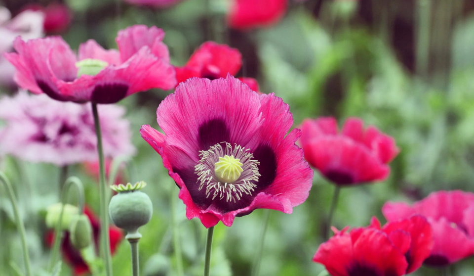 1,000 Turkish Blue Poppy Seeds P. Somniferum -BUY ONE GET ONE FREE ...