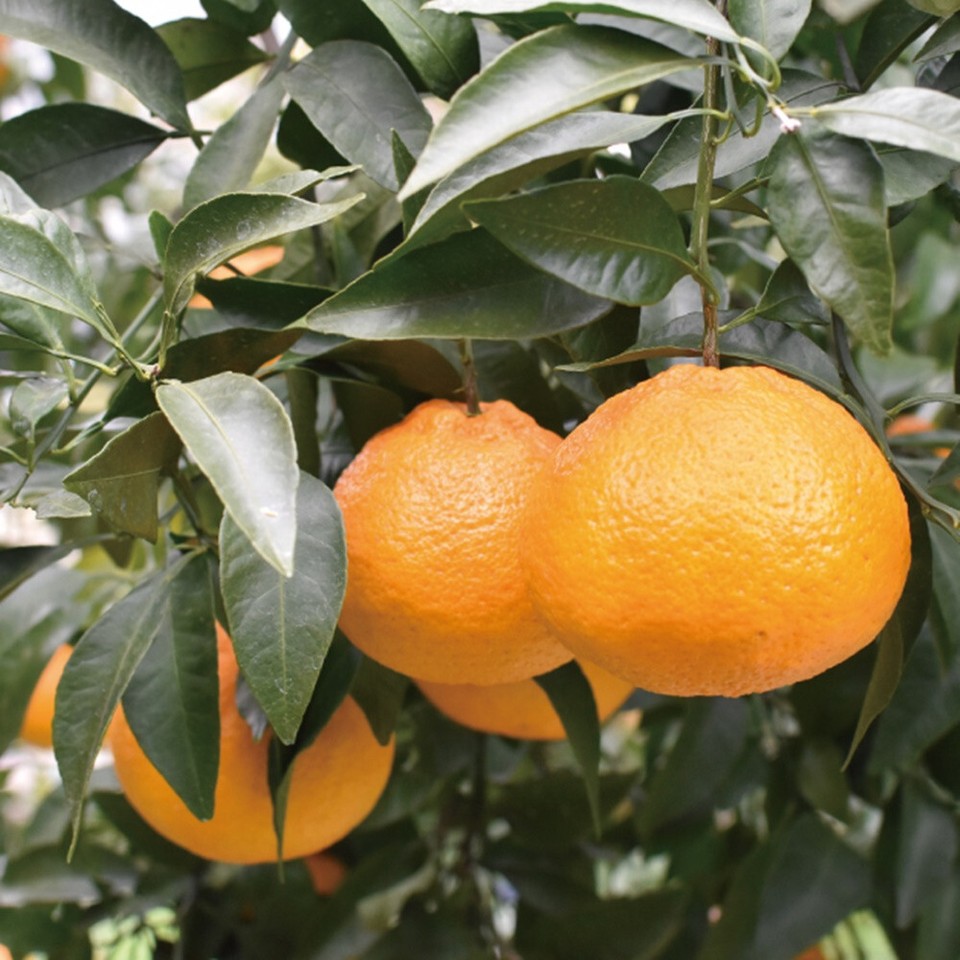 Dekopon Orange Grafted Plant Sumo Shiranui Mandarin Fruit Tree Tall 20 ...