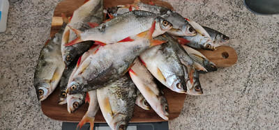 Rotaugen Plötze Fisch getrocknet, gesalzen & gedörrt 1kg сушёная 2025 ...