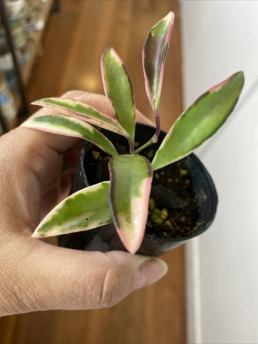 Hoya Lori Lyn Albo Marginata Wayetii Albo Very Rare Full House Plant💕 ...