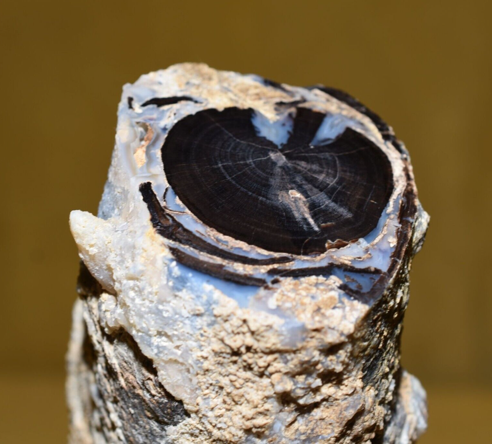 Two Faces Polished Petrified Agatized Wood Tree Trunk W Branch 3Lbs ...