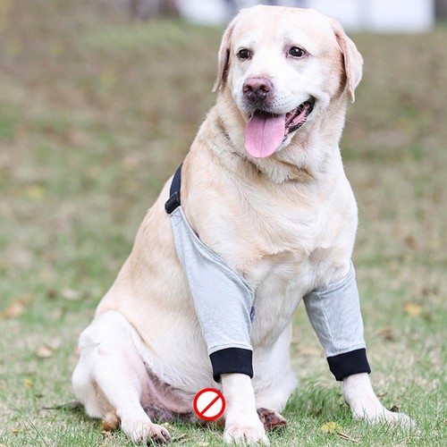 Dog Elbow Protector Dog Canine Front Leg Brace Breathable Dog Brace ...