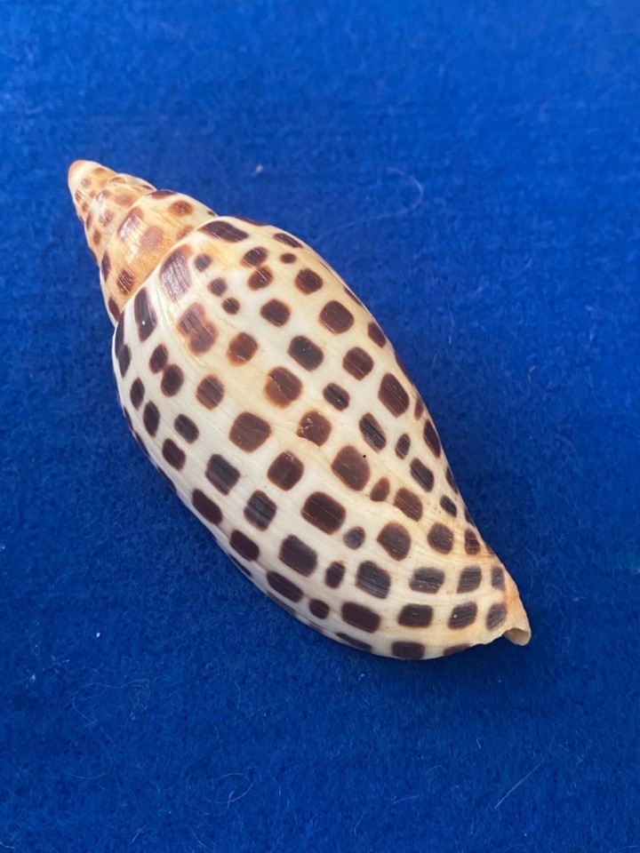 Scaphella junonia volute sea shell | eBay