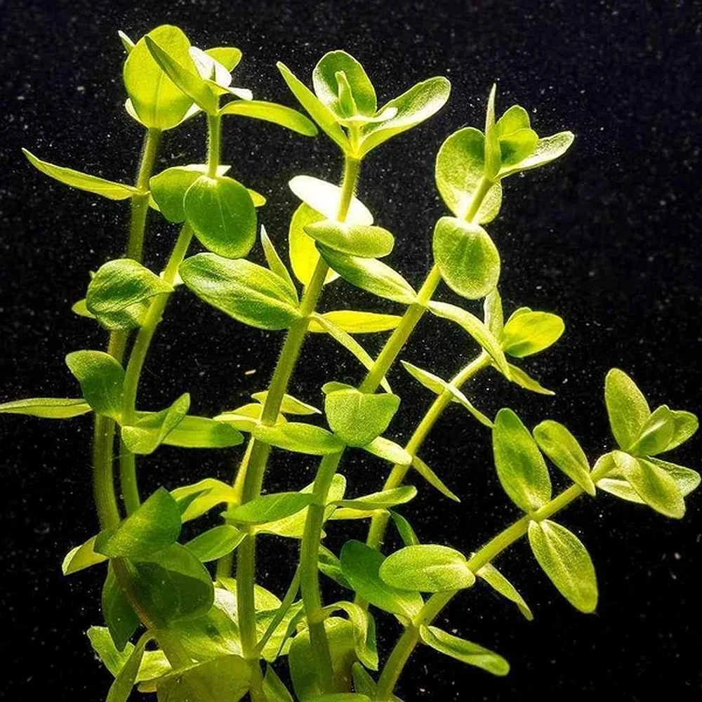 Bacopa Caroliniana Aquarium