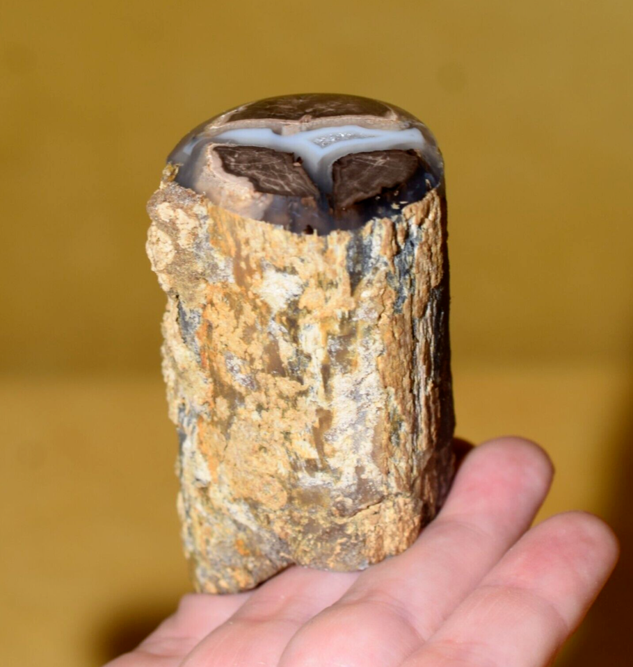 Amazing Blue Forest Agatized Petrified Eocene Wood Fossil Tree Limb ...