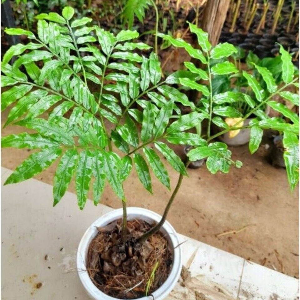 1 BULB ANGIOPTERIS EVECTA GIANT FERN KING FERN CAUDEX Bonsai Rare Plant ...