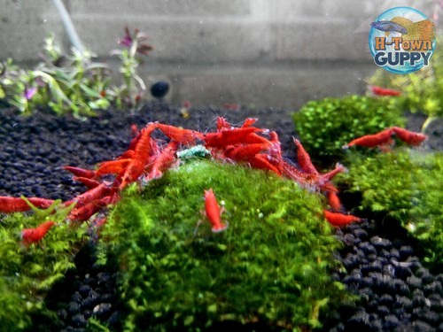 10+1 Fire Red Cherry - Freshwater Neocaridina Aquarium Shrimp. Live ...