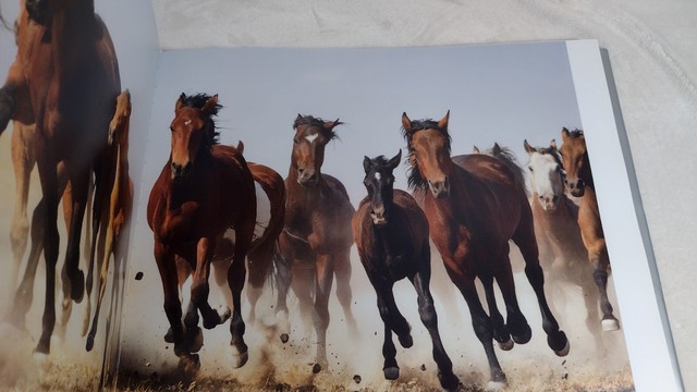 Equus by Tim Flach (2008, Hardcover) for sale online | eBay
